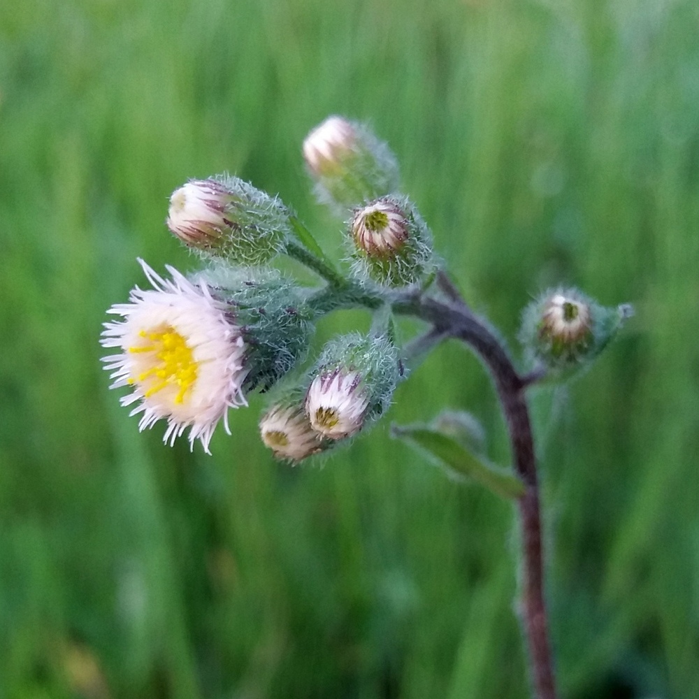 Herbář :: Kapesni-herbar
