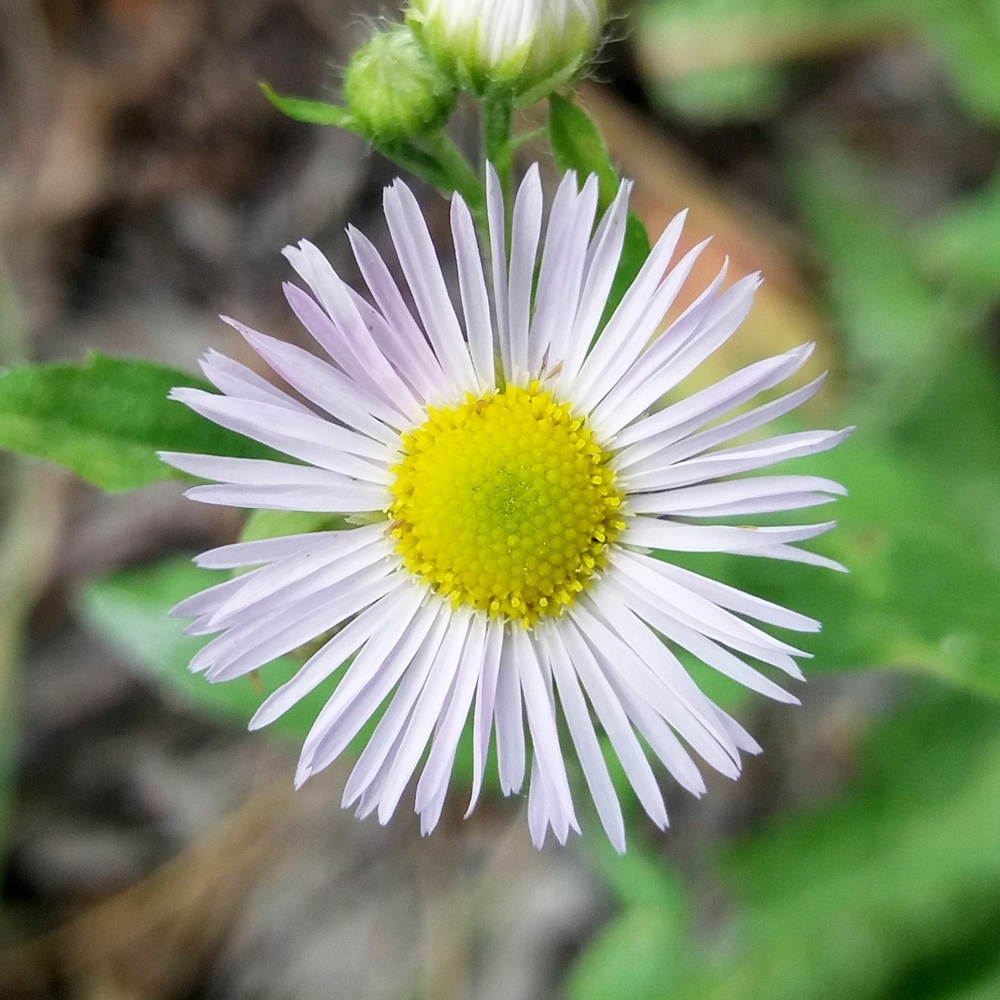 Herbář :: Kapesni-herbar